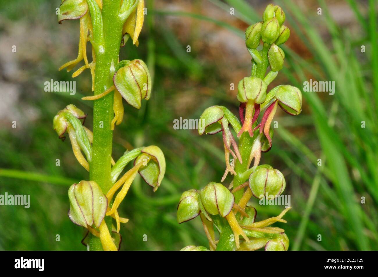 Man Orchid,Orchis anthropophora. Close up photo of these rare ...
