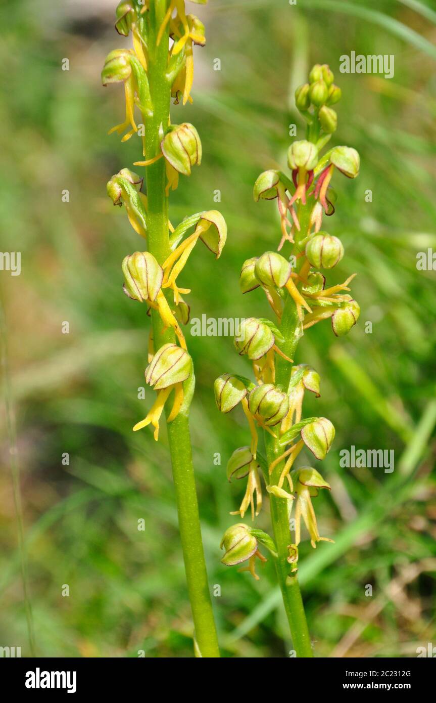 Man Orchid,Orchis anthropophora. Close up photo of these rare ...