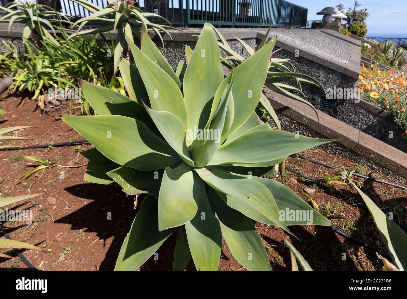 Green big leaves of Agave Succulent Plant Stock Photo - Alamy