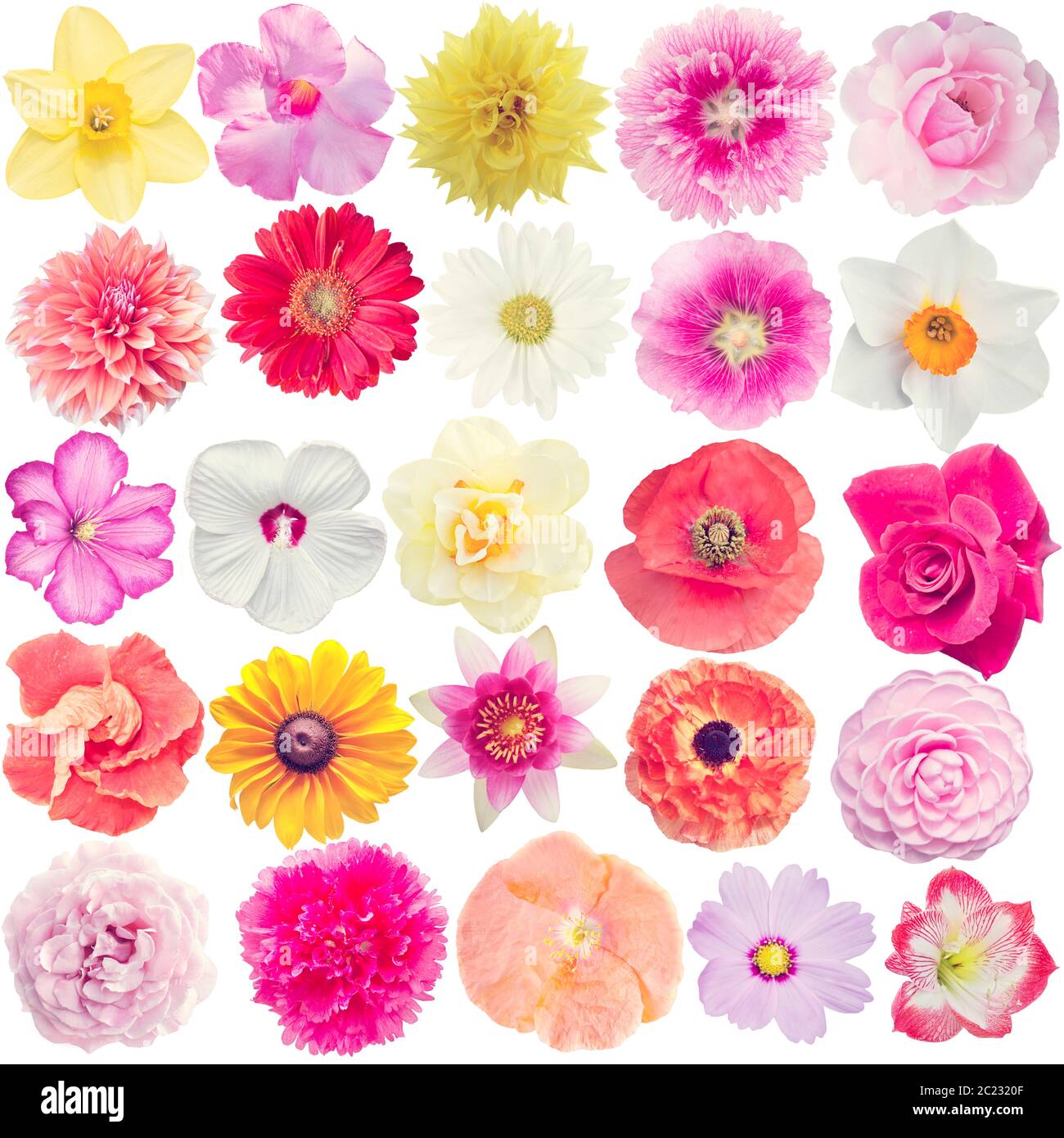 Set of different flowers isolated on white background Stock Photo - Alamy