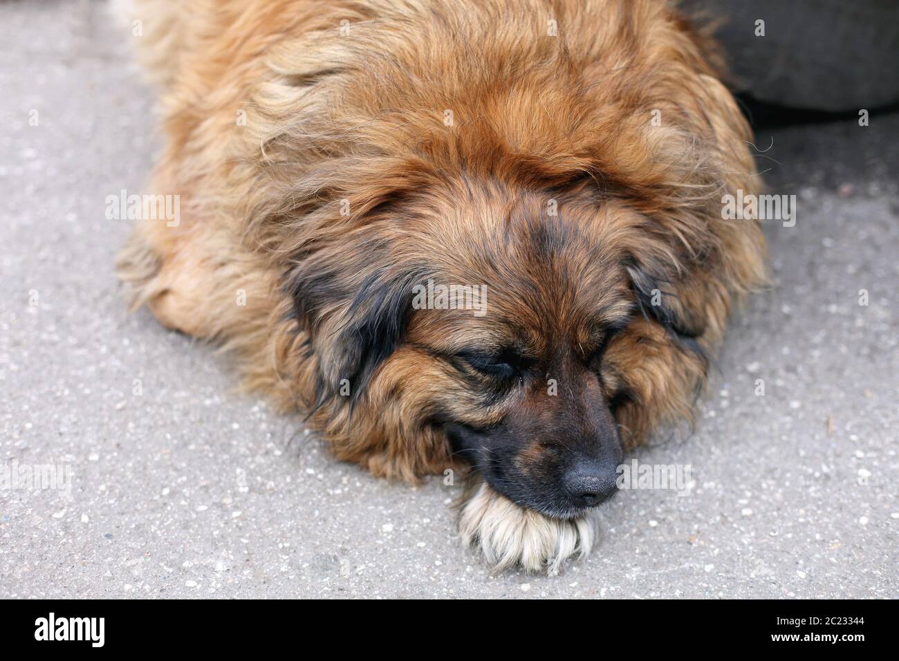 Old Stray Dog With Beige Fur Stock Photo - Alamy