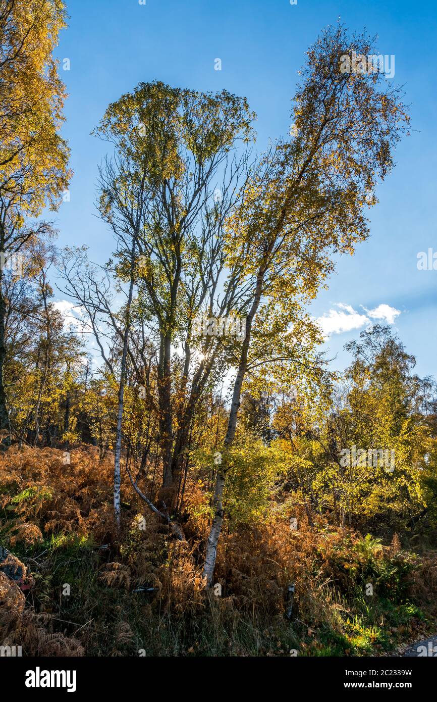 Autumn birch tree hi-res stock photography and images - Alamy
