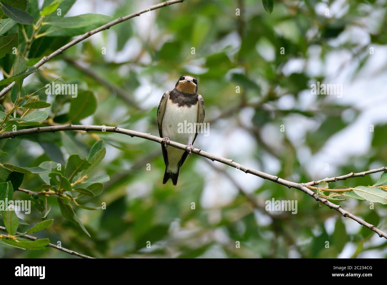 Juvenile Barn swallow on a tree Stock Photo - Alamy