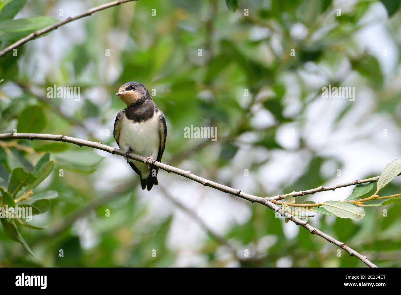 Juvenile Barn swallow on a tree Stock Photo - Alamy