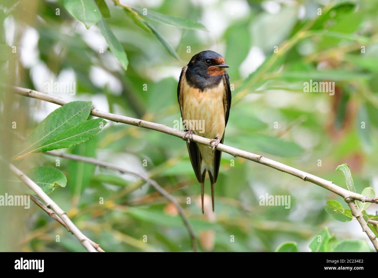 Juvenile Barn swallow on a tree Stock Photo - Alamy