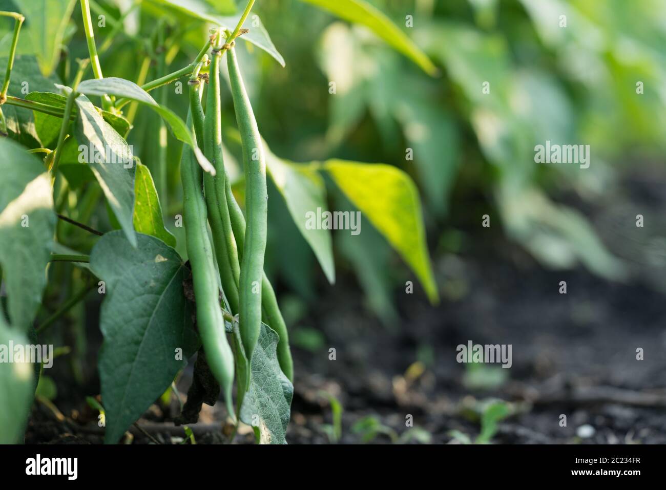 Healthy green beans hanging on a bean plant in a kitchen garden on a ...