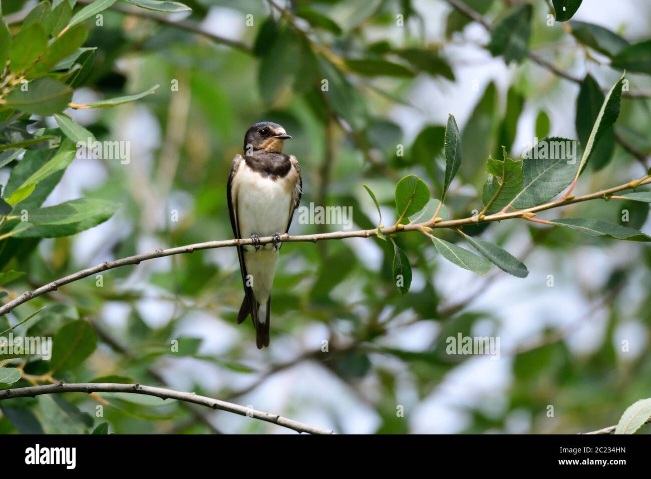 Juvenile swallow hi-res stock photography and images - Alamy