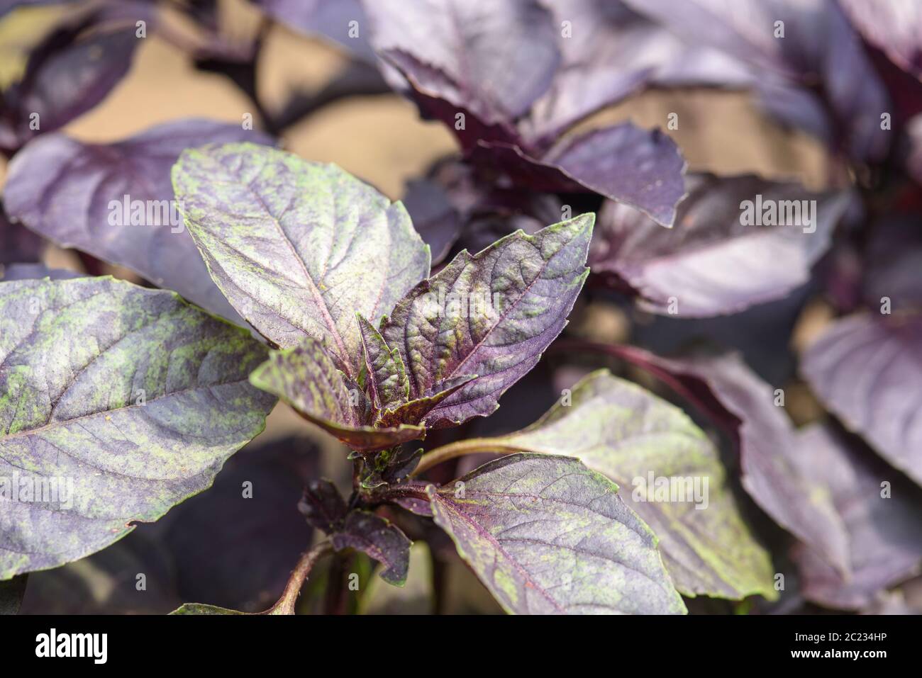 Tree basil leaves hi-res stock photography and images - Alamy