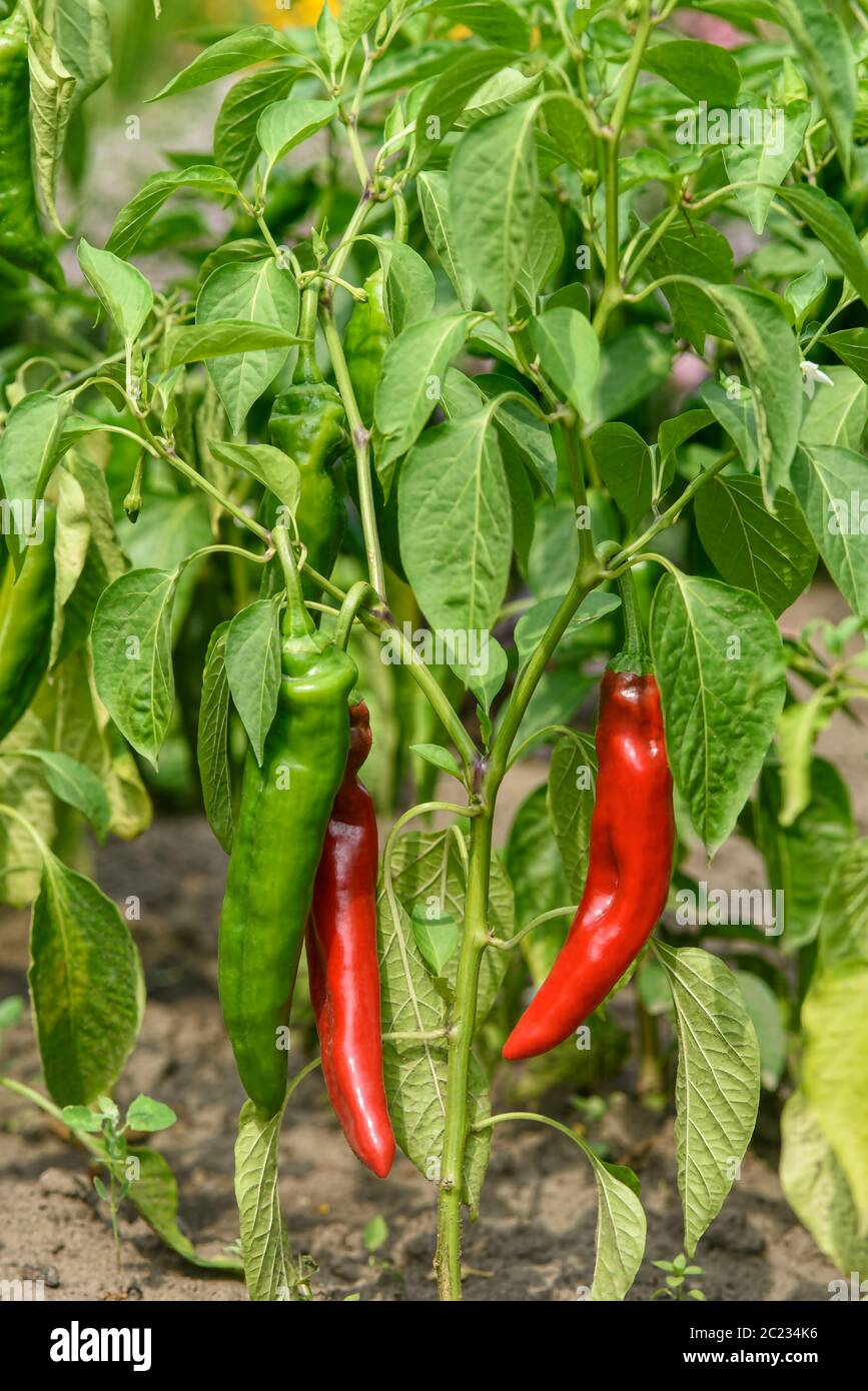 Bush with hot red pepper close-up in the garden. Under natural ...