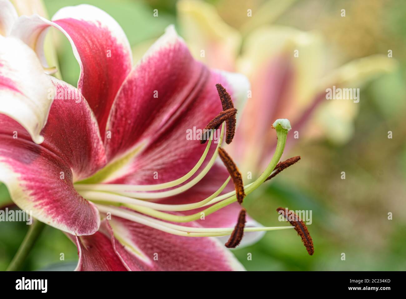 Flower flora plant nature environment hi-res stock photography and ...