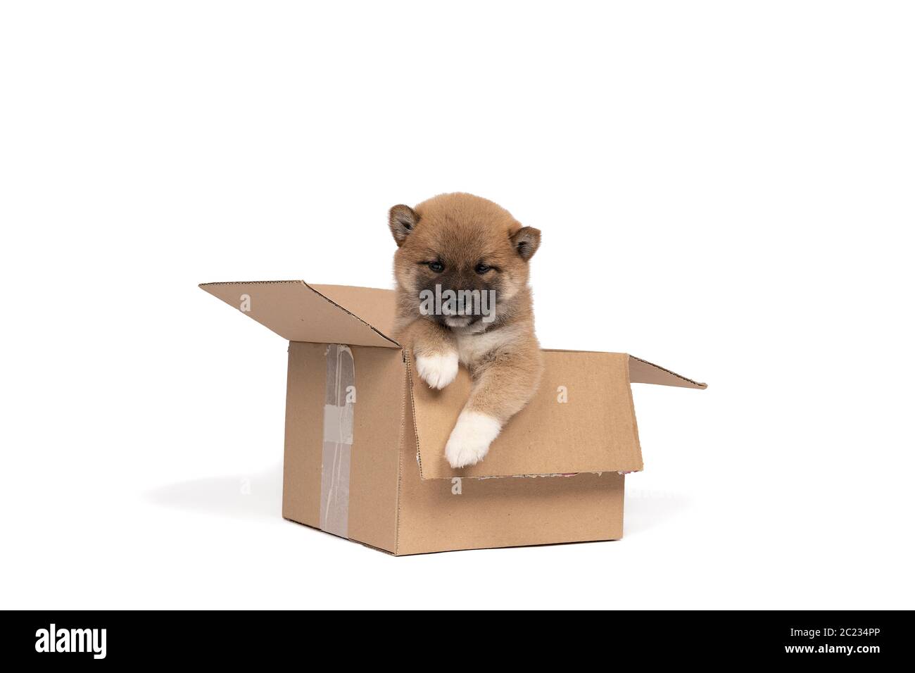 a Shiba Inu puppy sitting in a cardboard box isolated in a white ...