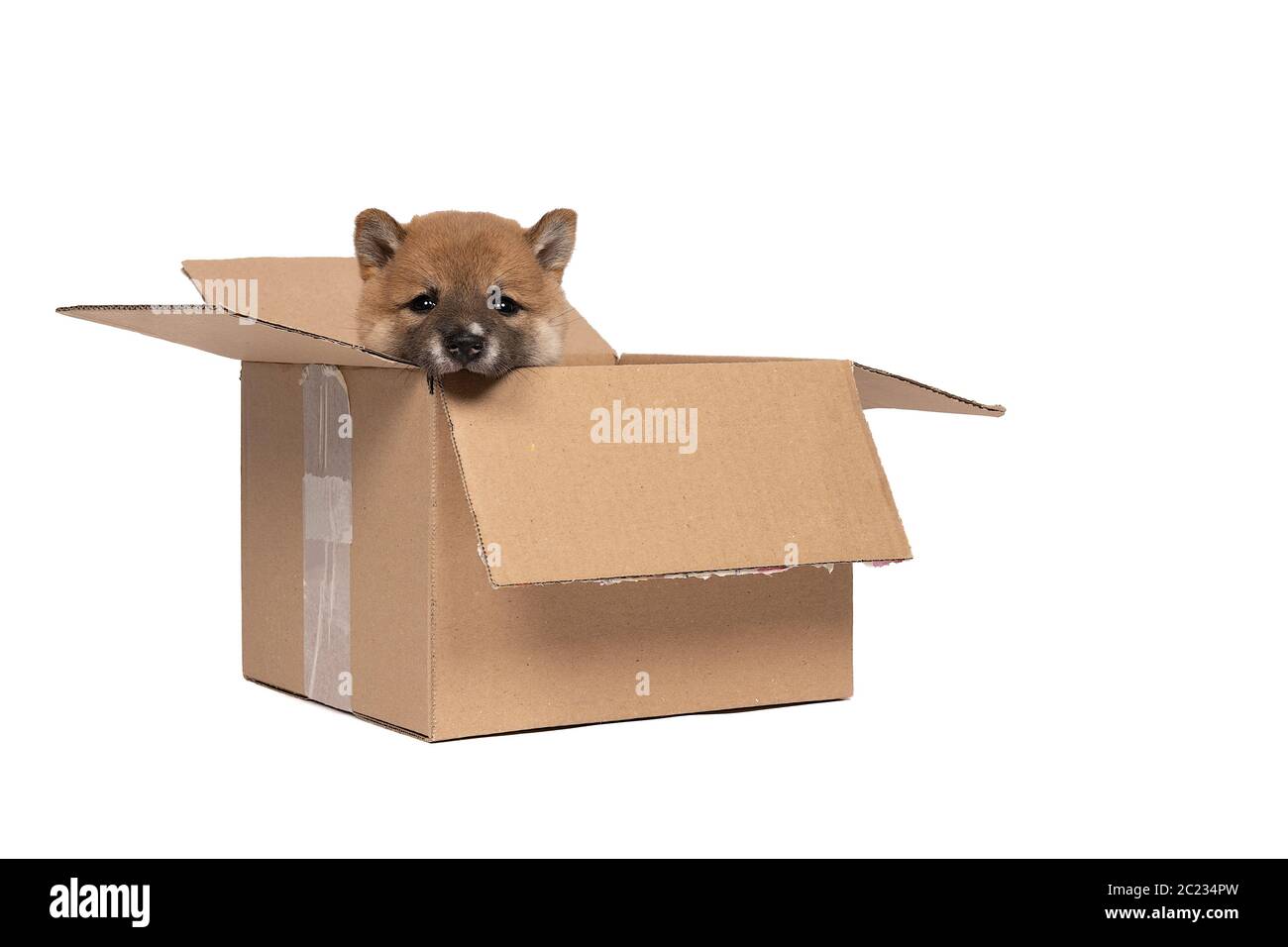 a Shiba Inu puppy sitting in a cardboard box isolated in a white ...