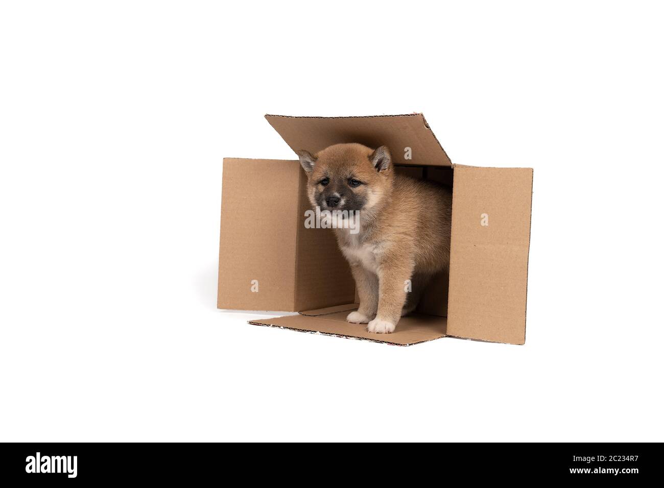 a Shiba Inu puppy sitting in a cardboard box isolated in a white ...
