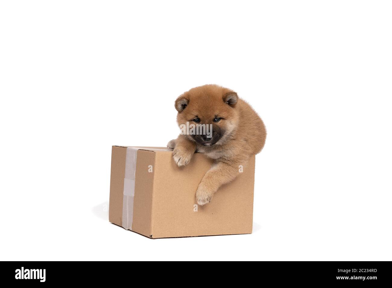 a Shiba Inu puppy sitting in a cardboard box isolated in a white ...
