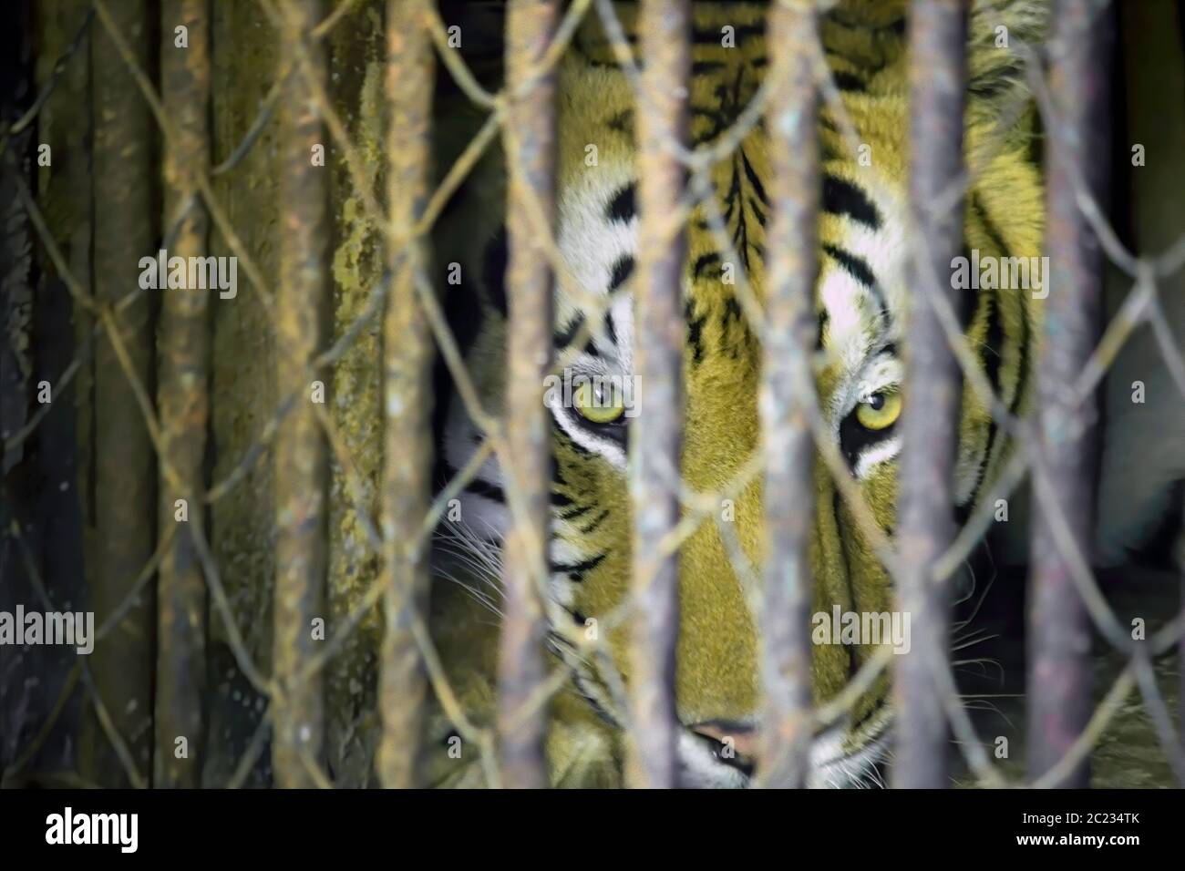 A wildlife photo of a tiger staring through inside the cage Stock Photo ...