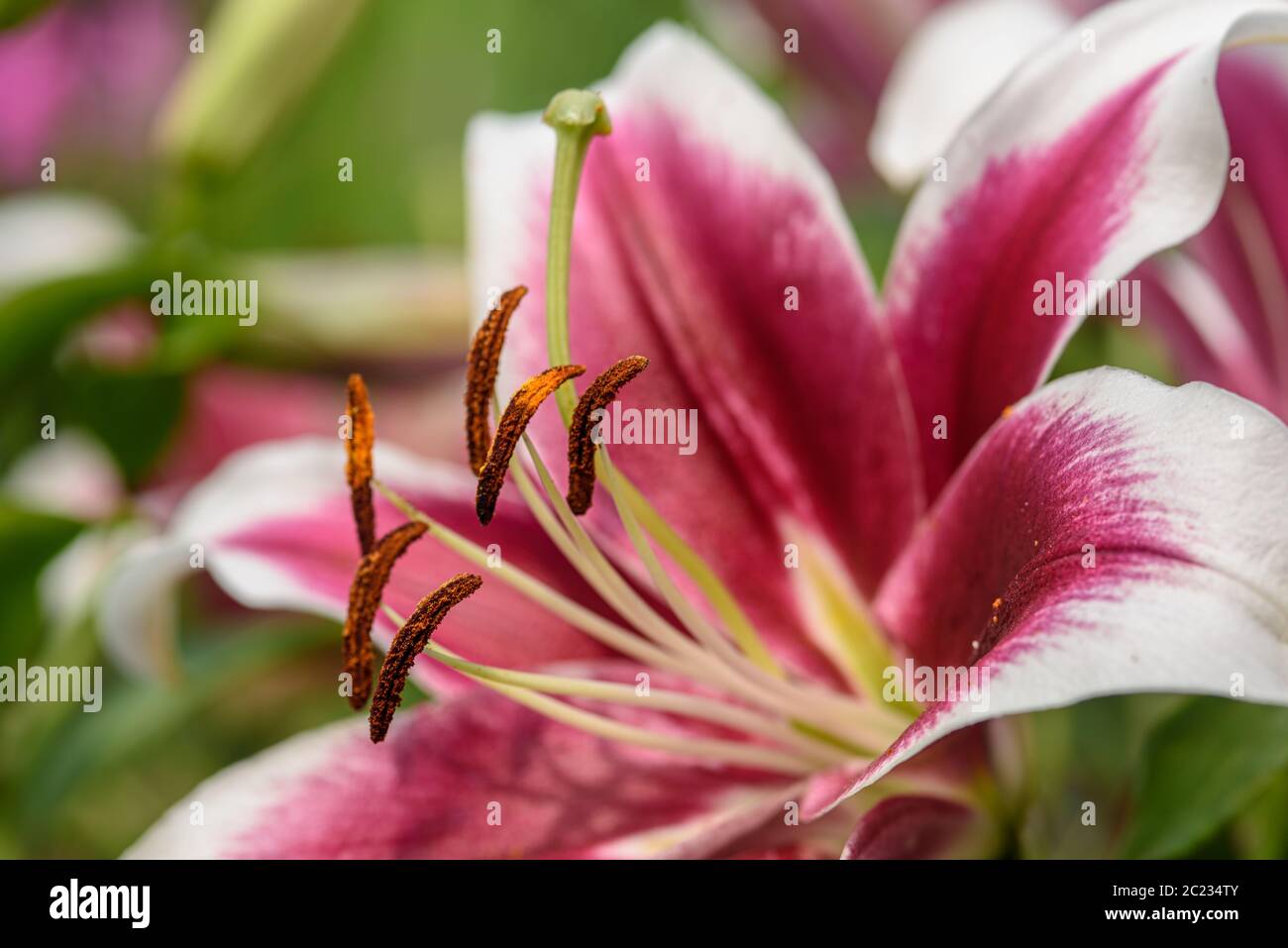 Lily nature plant hi-res stock photography and images - Alamy