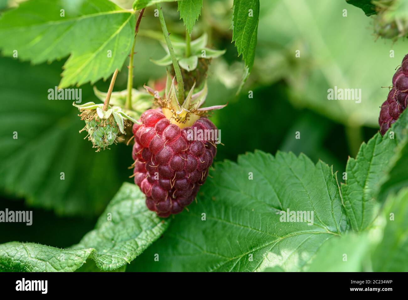 Branch of raspberry hi-res stock photography and images - Alamy