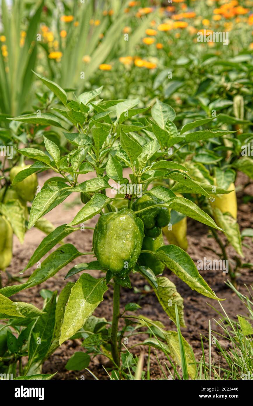 Bell pepper flower hi-res stock photography and images - Alamy