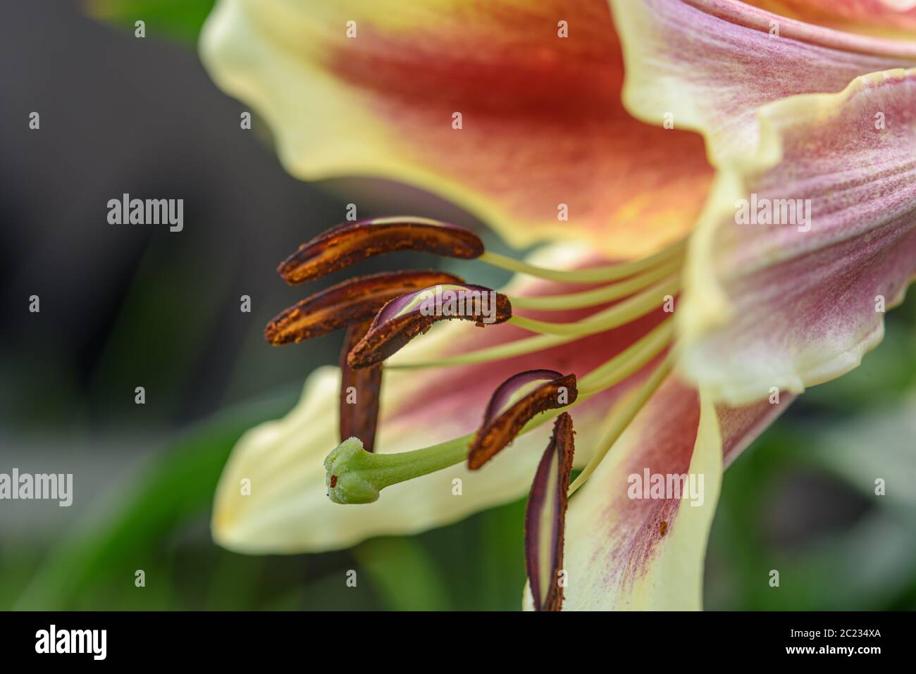 Closeup flower hi-res stock photography and images - Alamy