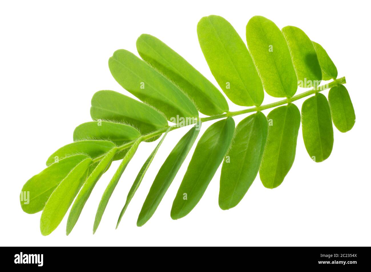 Tamarind (Tamarindus indica) leaves, isolated Stock Photo - Alamy