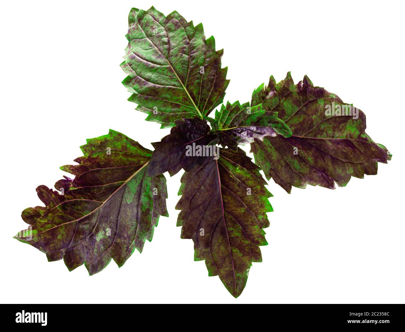 Green purple variegated Basil (Ocimum basilicum), isolated, top view ...