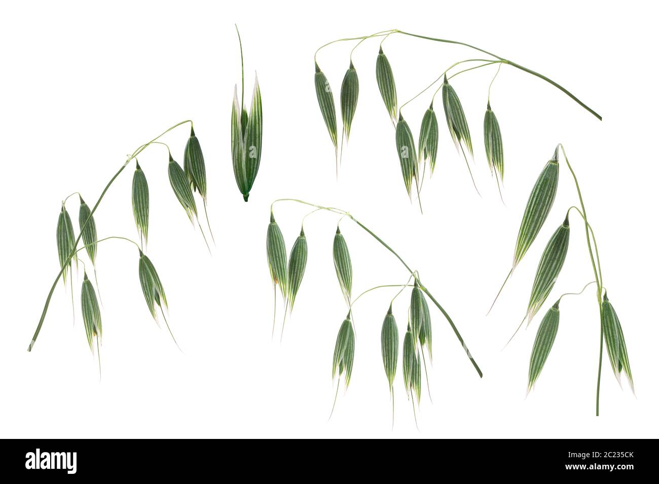 Oat ears (Avena sativum), unripe, isolated Stock Photo - Alamy