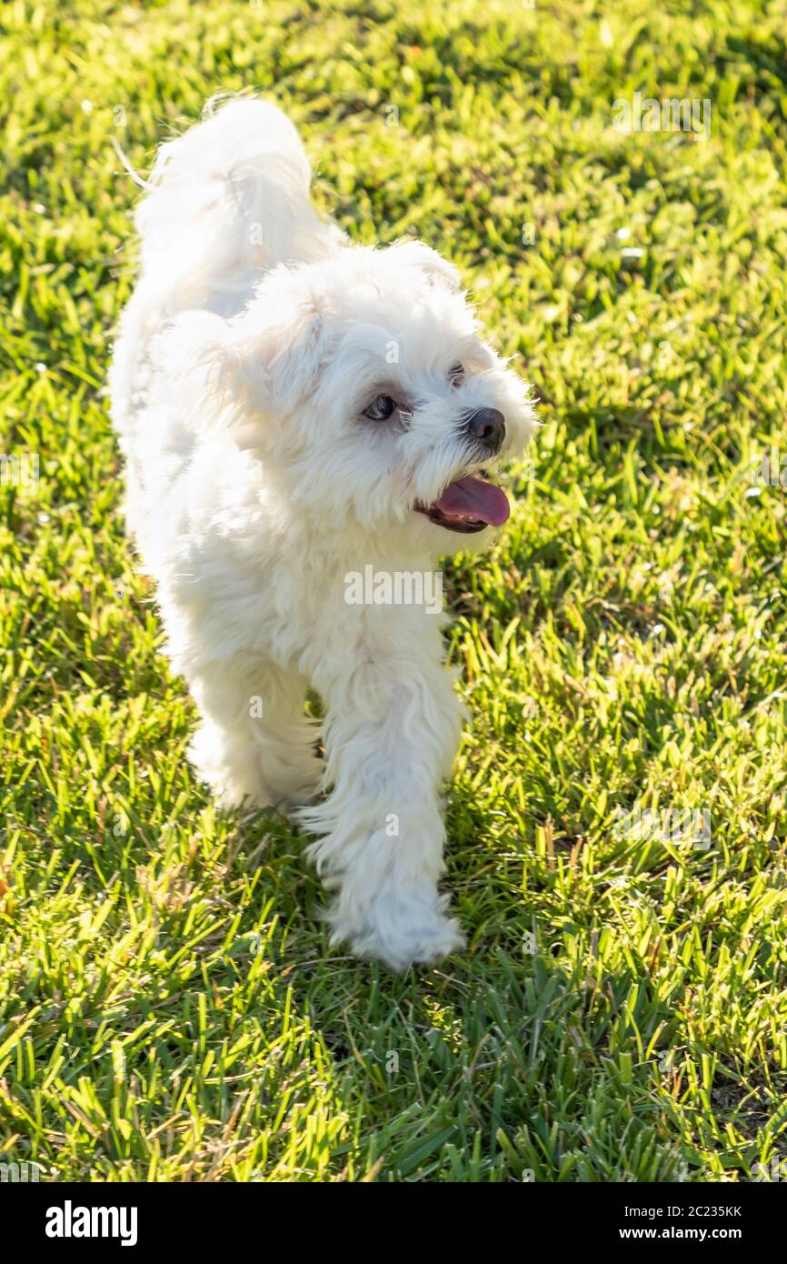 Adorable Maltese Puppy Playing In The Yard Stock Photo - Alamy