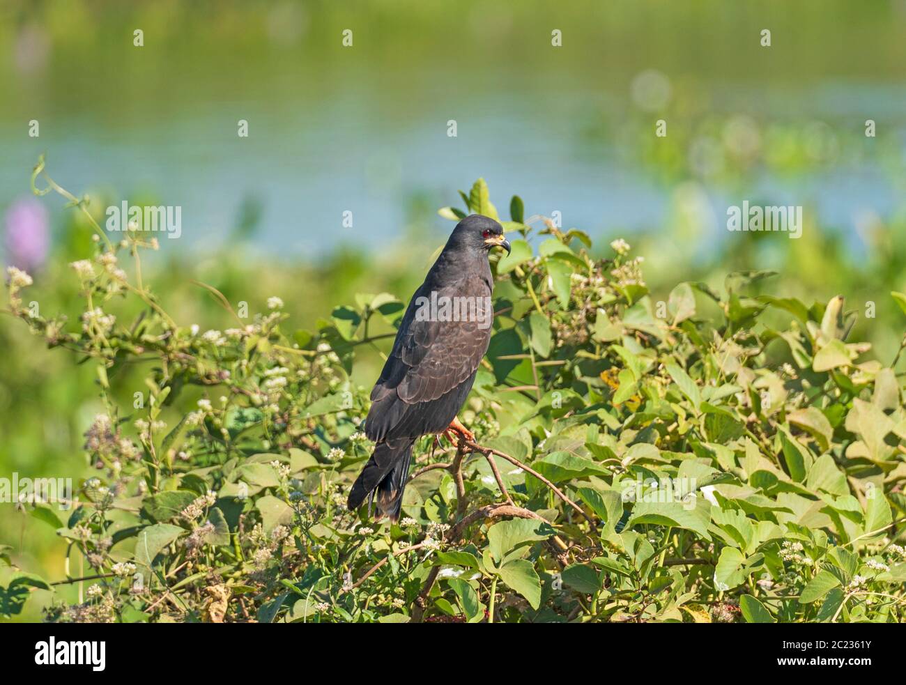 Snail Kite in a Tropical Bush in the Pantanal in Brazil Stock Photo - Alamy