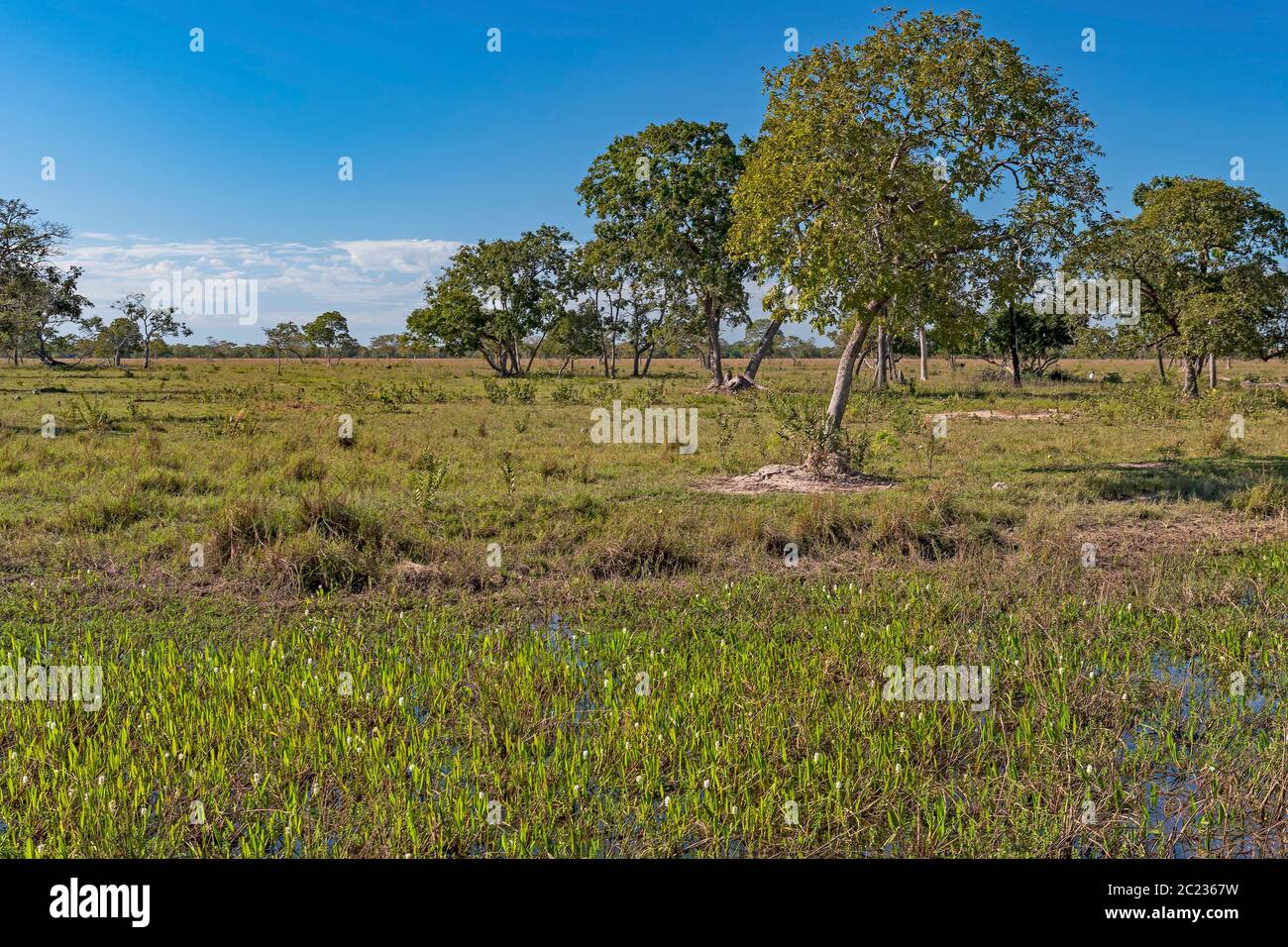 Wetland and the Savannah in the Pantanal in Brazil Stock Photo - Alamy