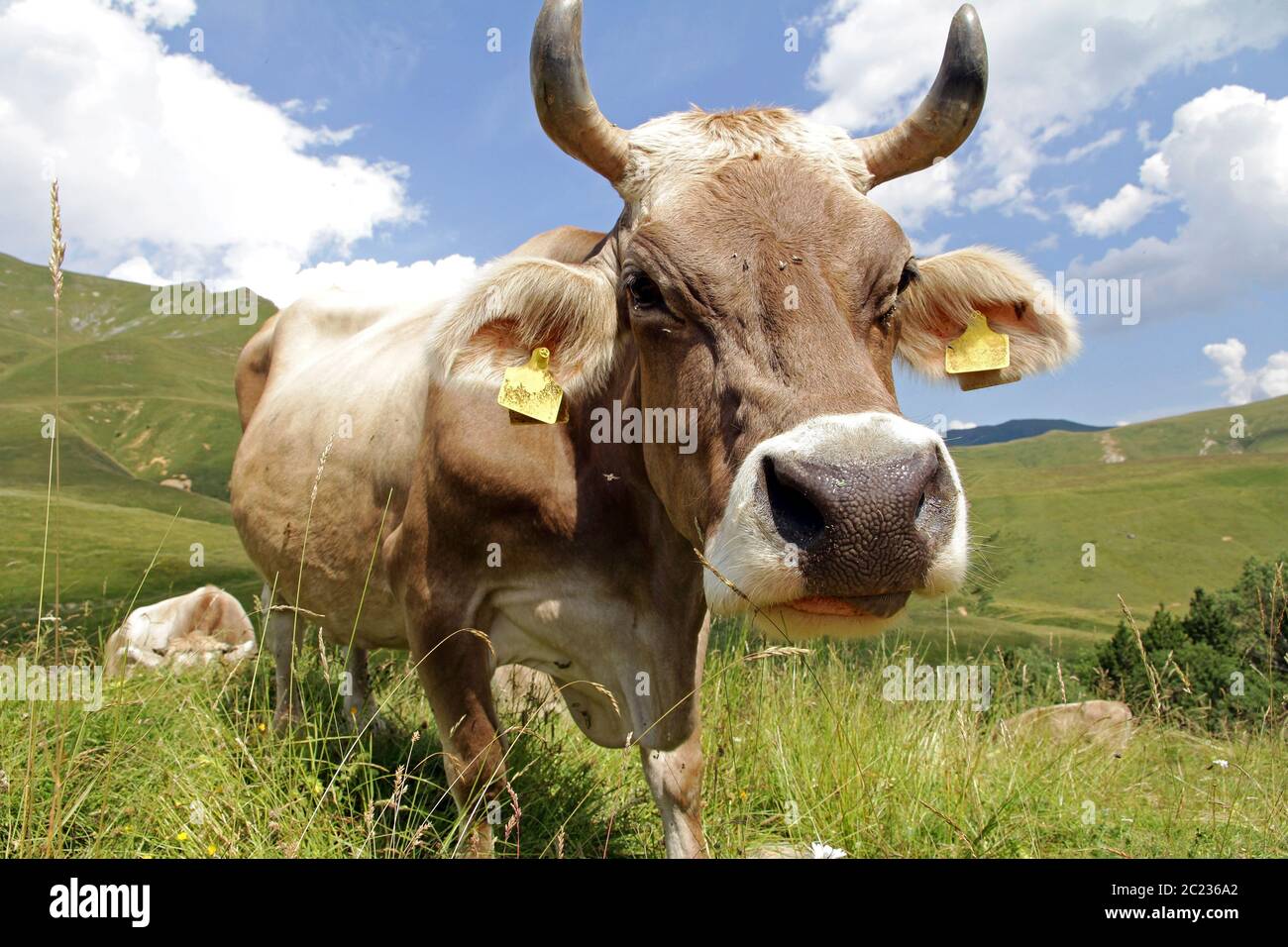Cattle with big horns hi-res stock photography and images - Alamy