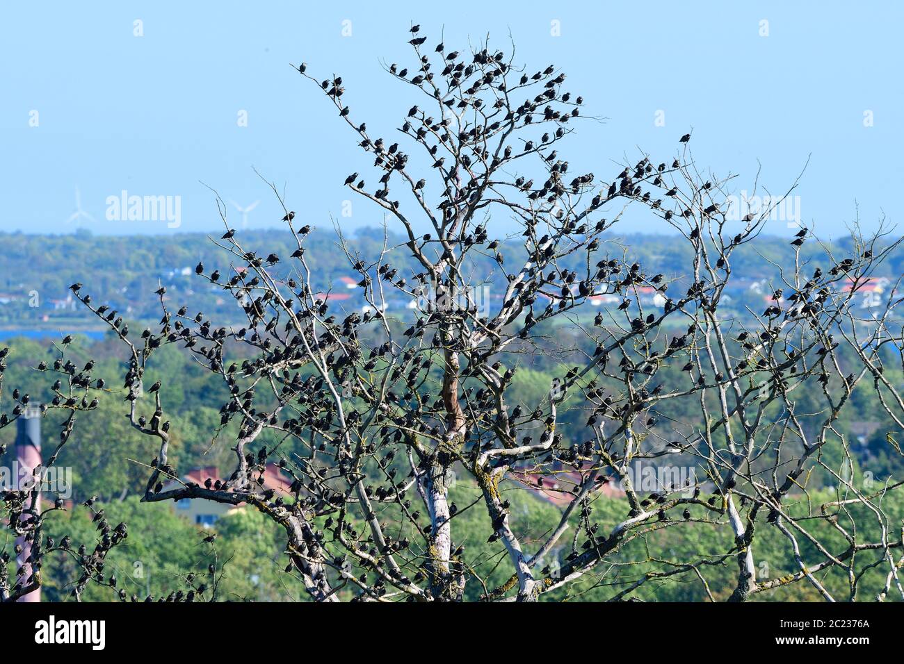 A swarm of common starlings on a tree in autumn Stock Photo - Alamy