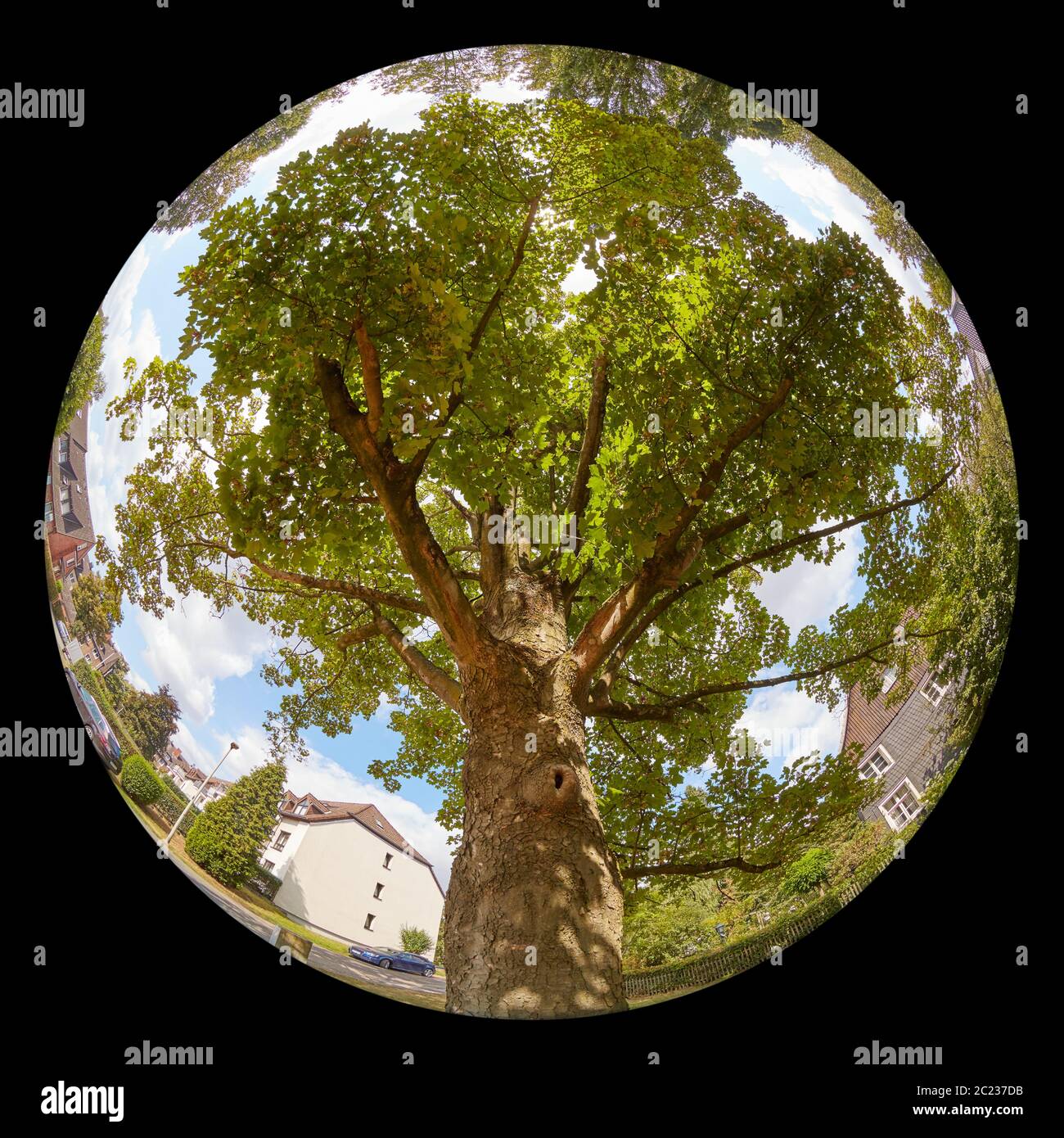 Sycamore wood texture hi-res stock photography and images - Alamy