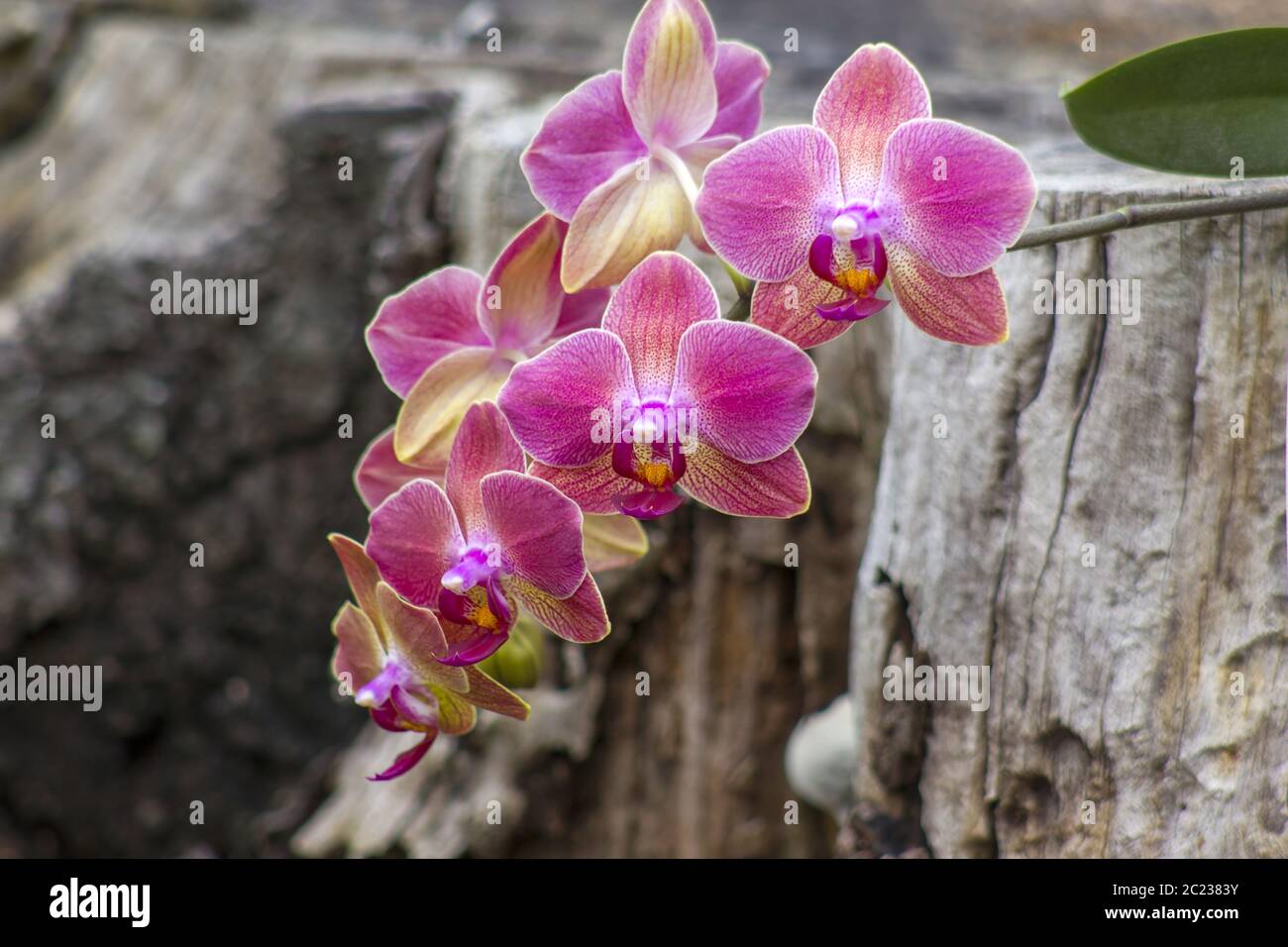 Beautiful pink orchid - phalaenopsis Stock Photo - Alamy