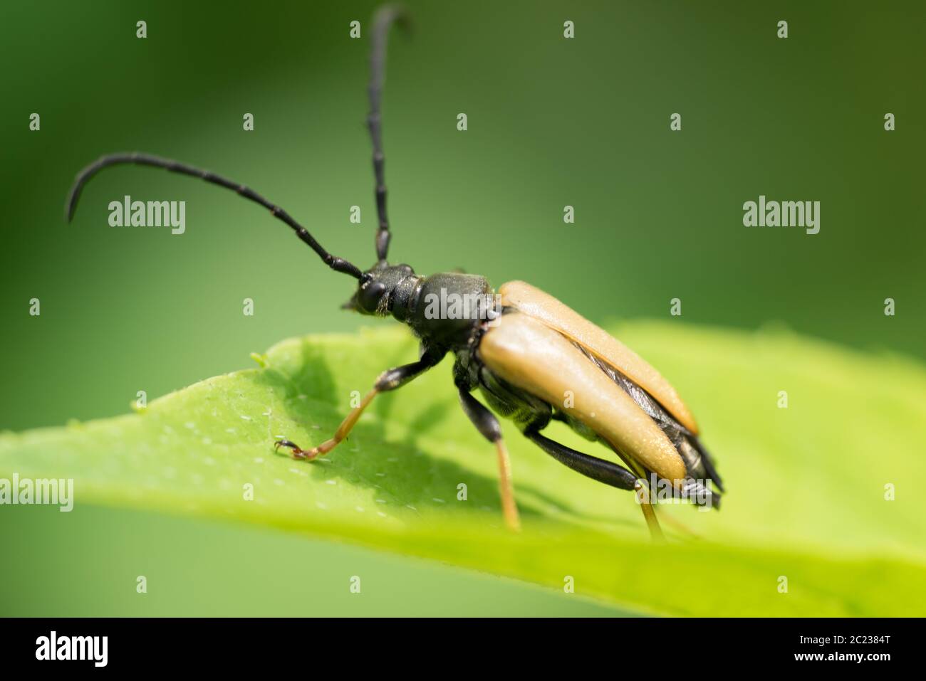 Red longhorn beetle hi-res stock photography and images - Alamy