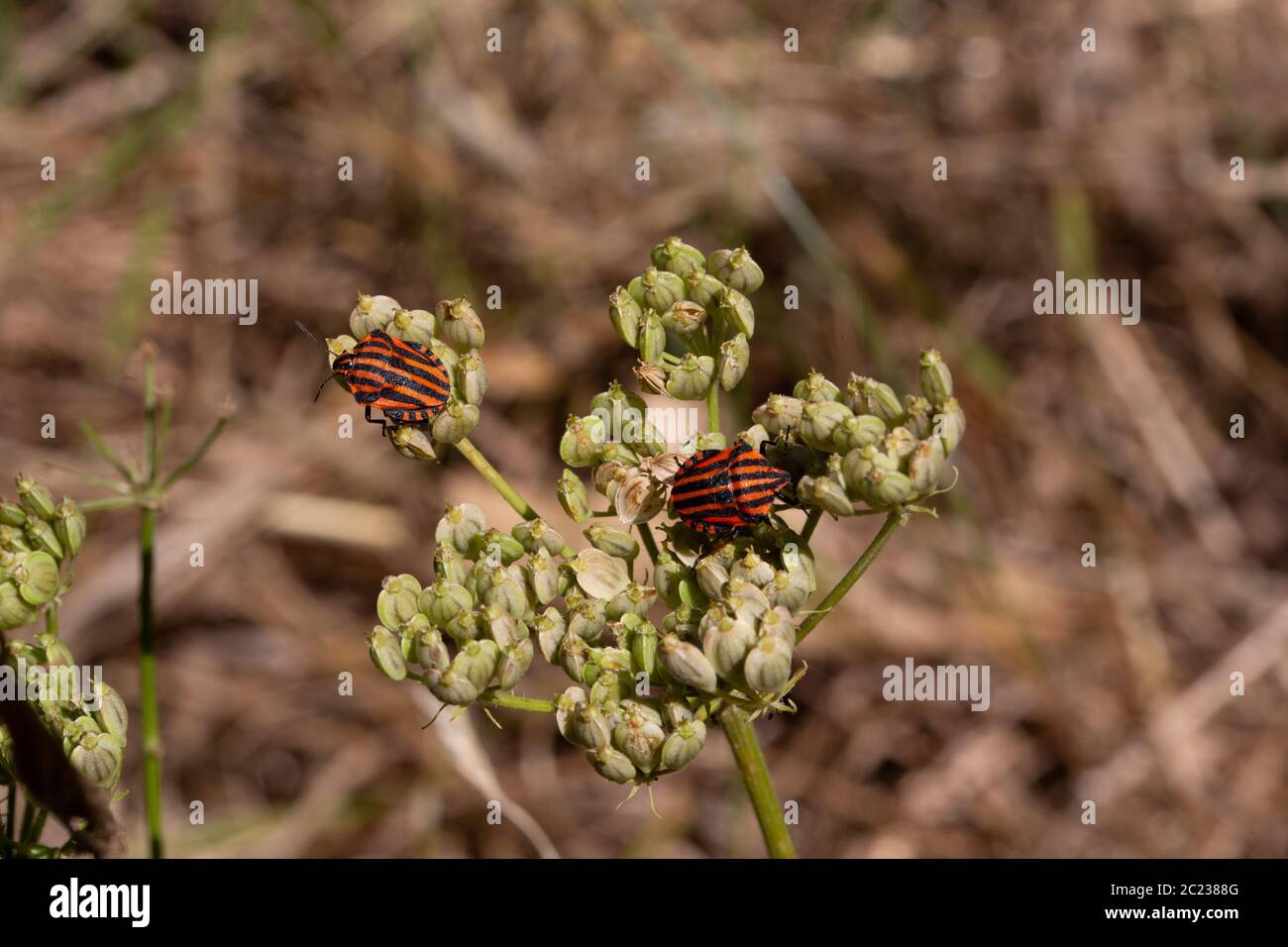 Striped bugs hi-res stock photography and images - Alamy