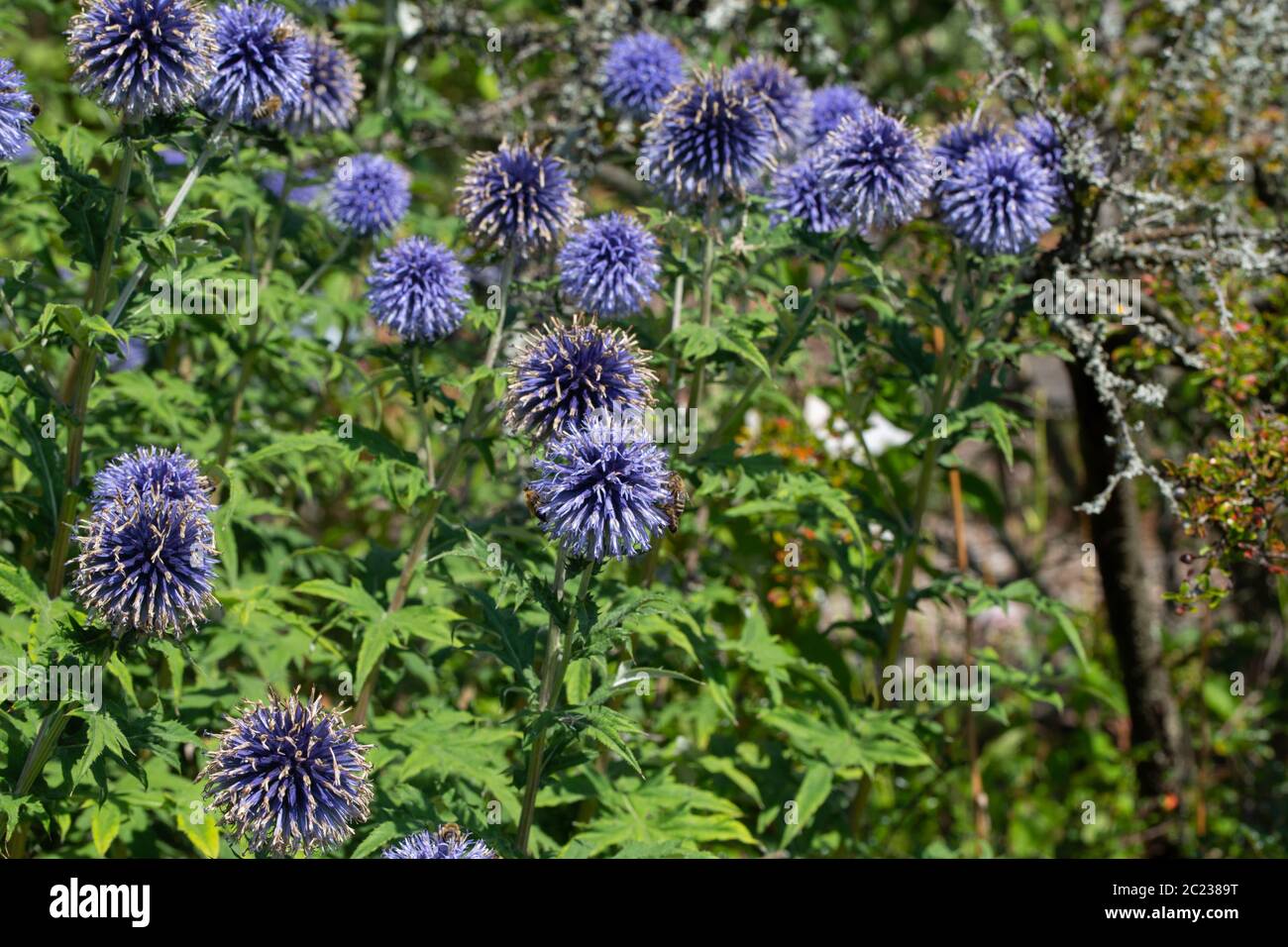 blue thistle flowers on the meadow Stock Photo - Alamy