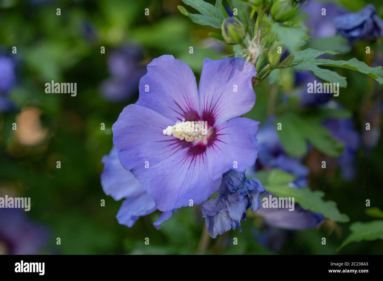 blue mallow flower in green bush Stock Photo - Alamy
