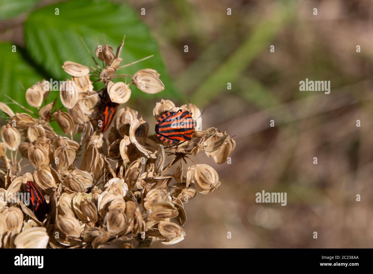 Striped bugs hi-res stock photography and images - Alamy