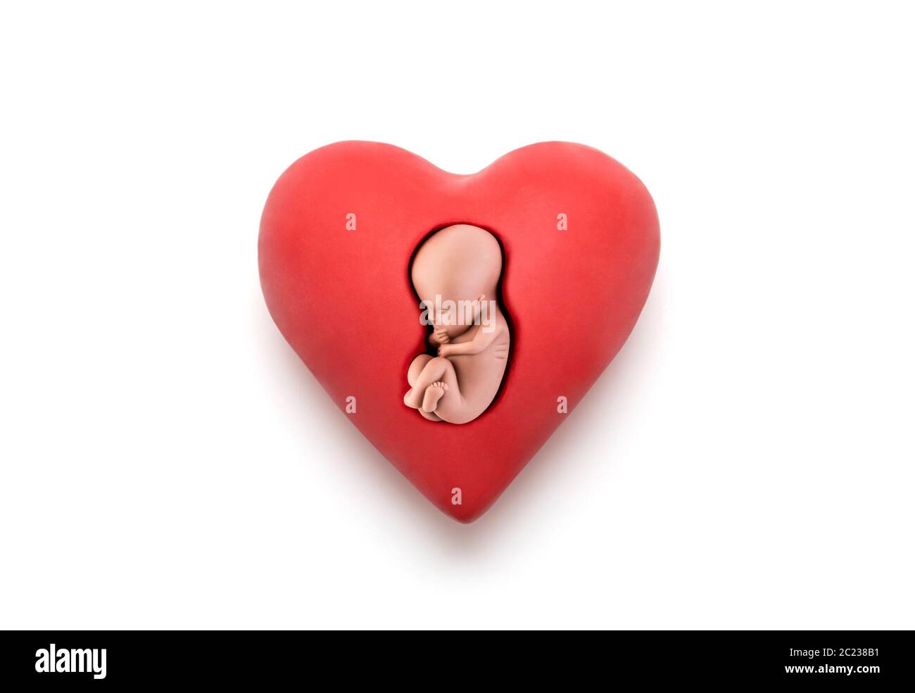 Human embryo in red heart on white background with clipping path Stock ...