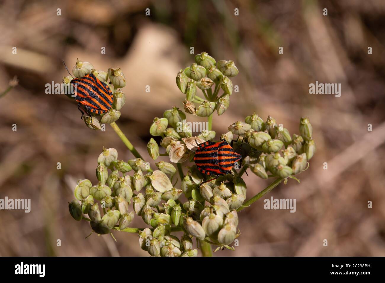 Striped bugs hi-res stock photography and images - Alamy