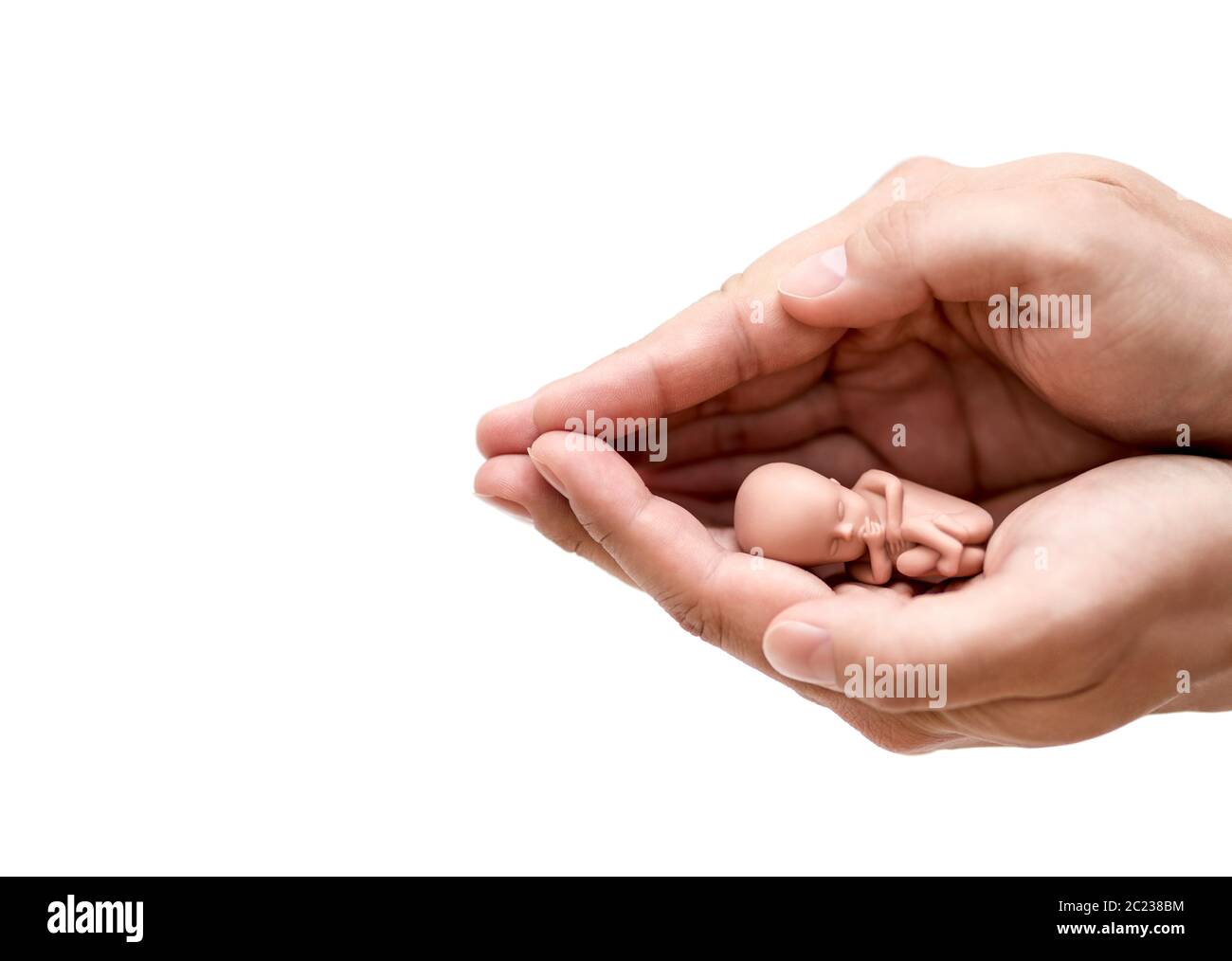 Human embryo protected by hands isolated on white background with ...