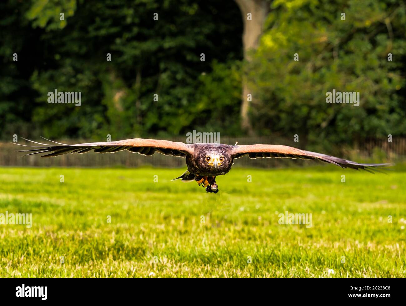 Harris hawk in flight hi-res stock photography and images - Alamy