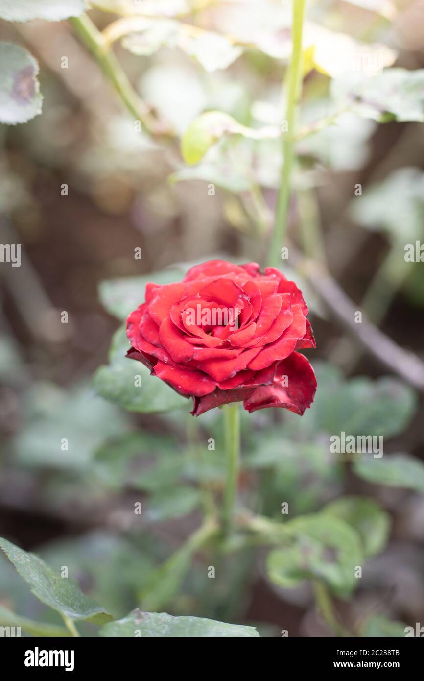 Roses in the garden, Roses are beautiful with a beautiful sunny day ...