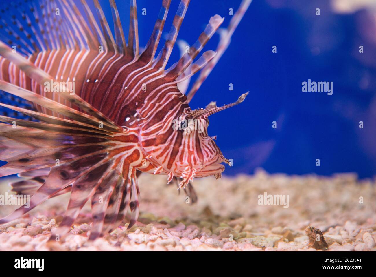 Zebra fish hi-res stock photography and images - Alamy