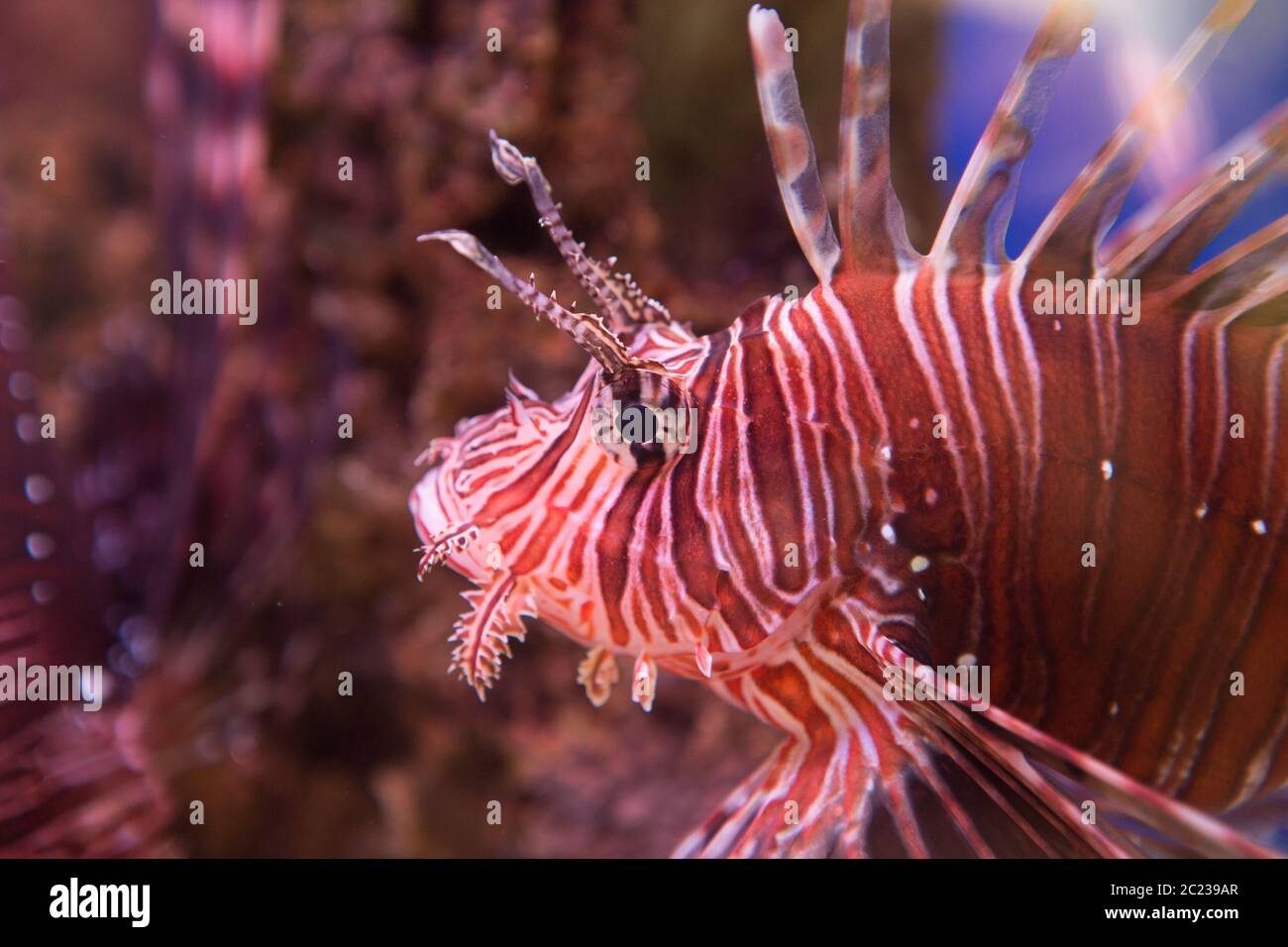 Zebra fish hi-res stock photography and images - Alamy