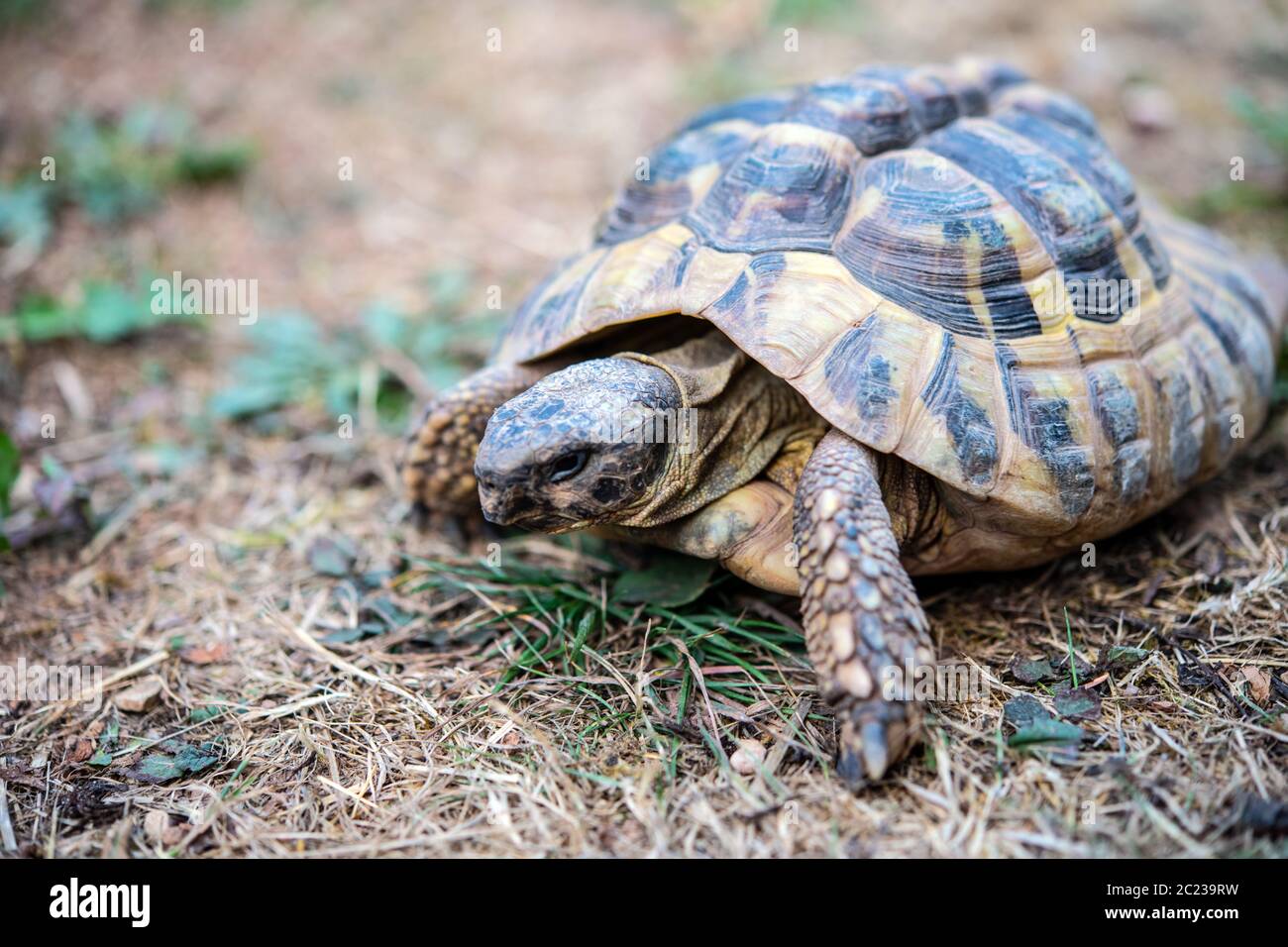 one turtle in front of nature background Stock Photo - Alamy