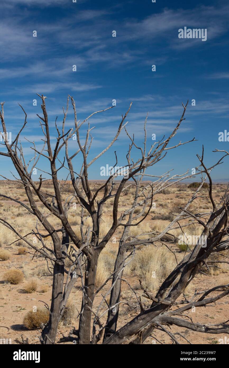 Dead tree branches before a dry desert plain with brown grasses, blue ...