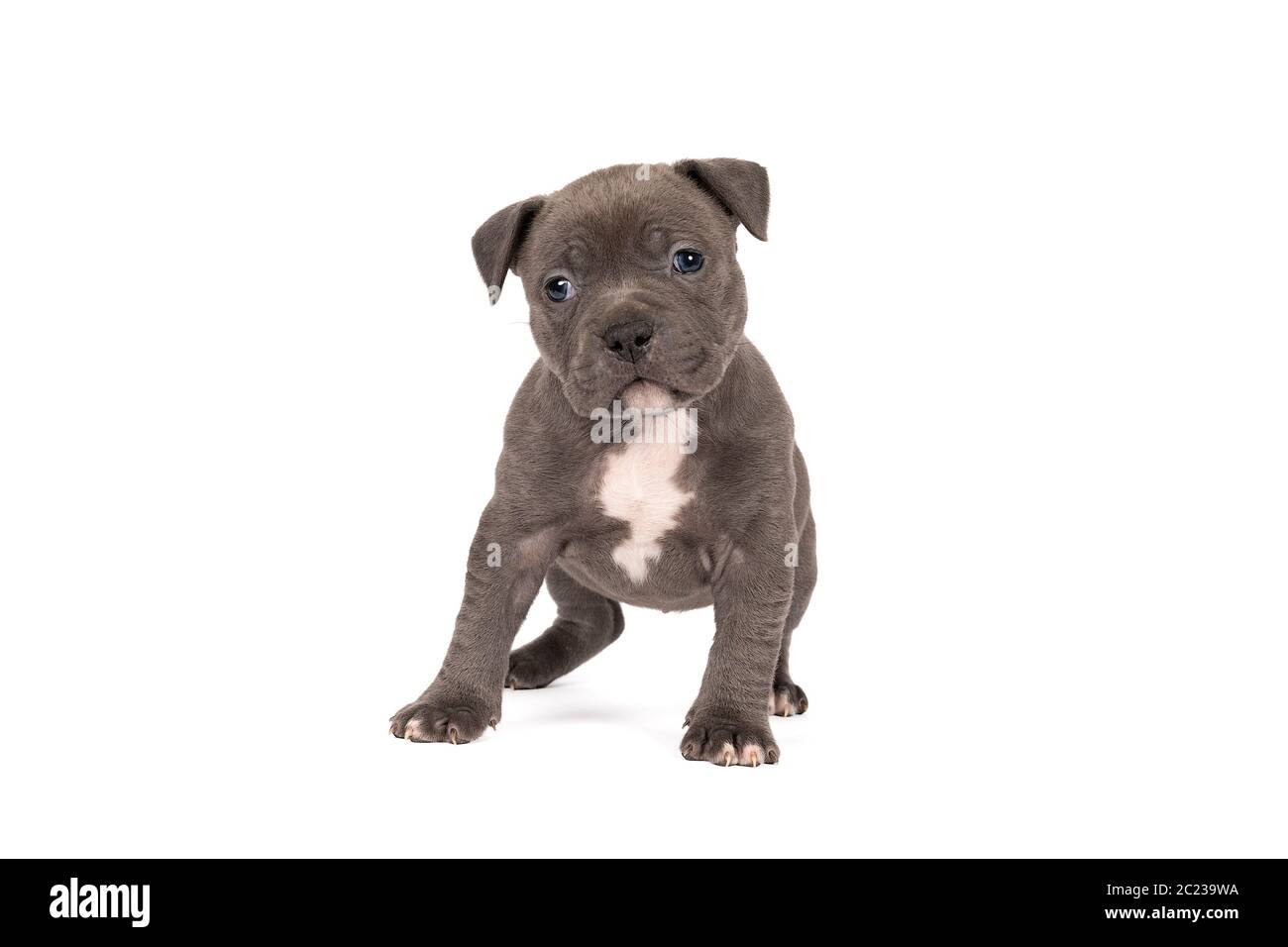 A purebred American Bully or Bulldog pup with blue and white fur ...