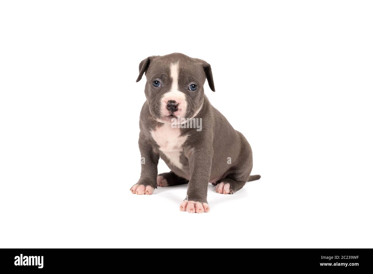 A purebred American Bully or Bulldog pup with blue and white fur ...