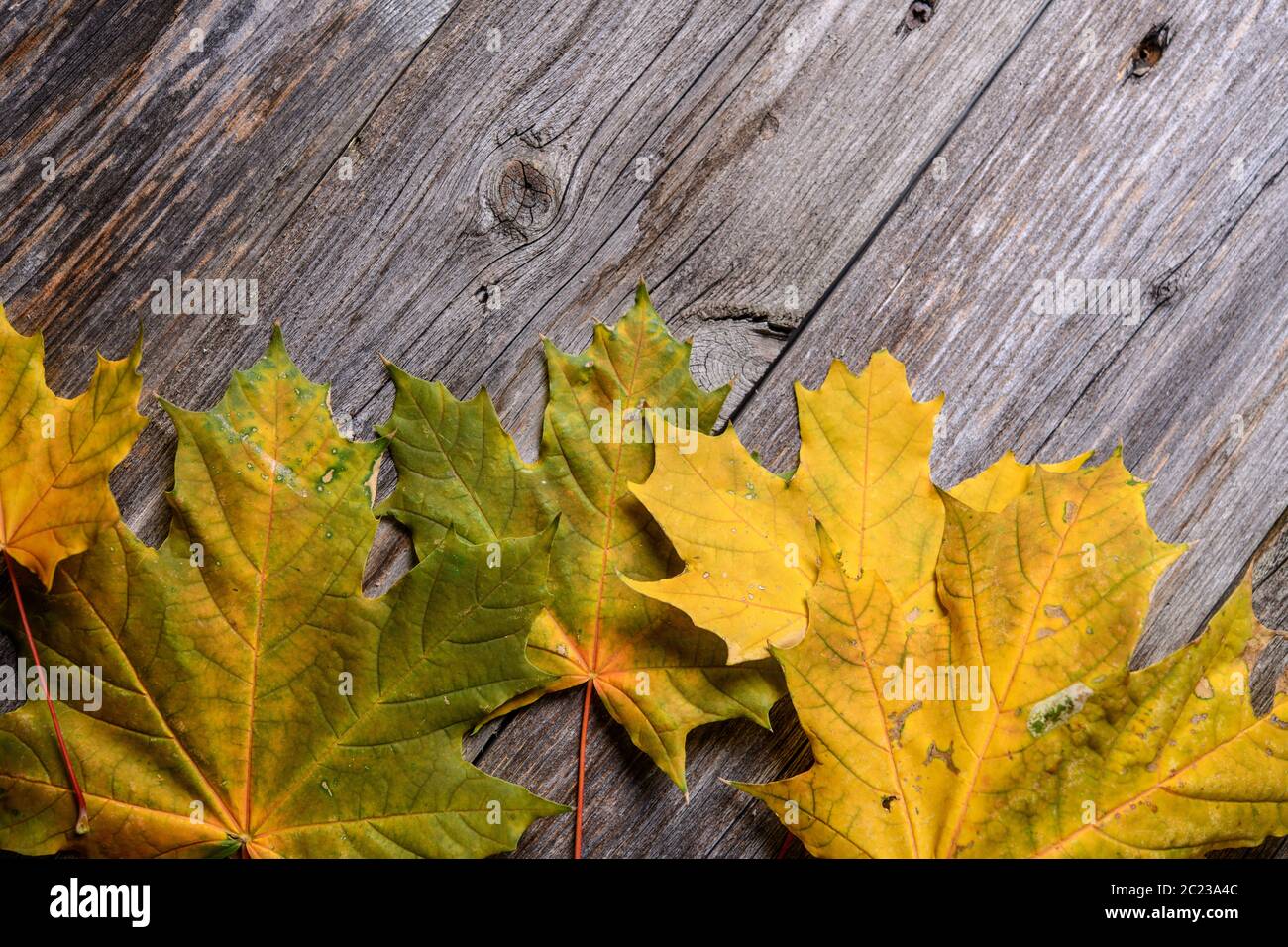 fall-still life with yellow maple leaves on wooden ground Stock Photo ...